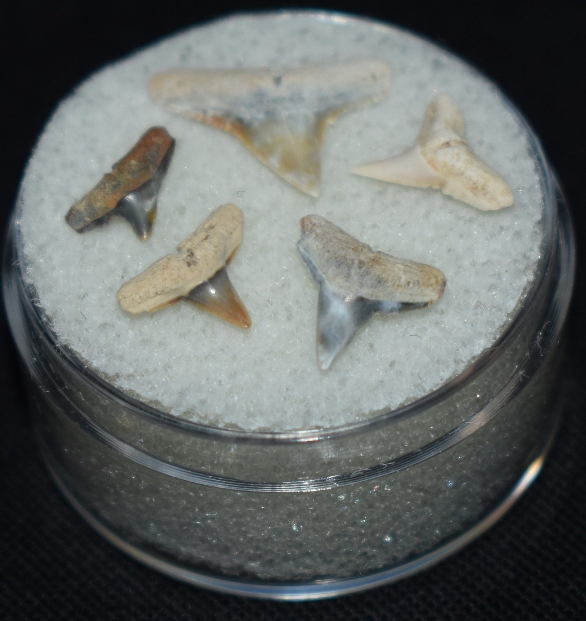 Five Beautiful Mini Bone Valley Fossilized Shark Teeth in a - Etsy