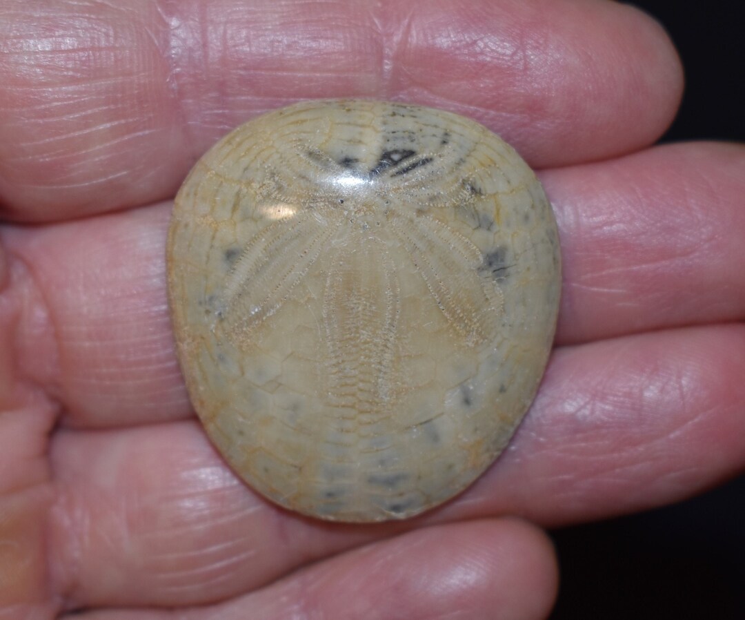 Beautiful Fossilized California Sand Dollar - Pliocene (roughly 4.5 to ...