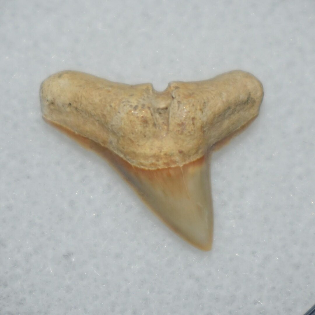 Great Rare Fossilized Hammerhead Shark Tooth - Etsy