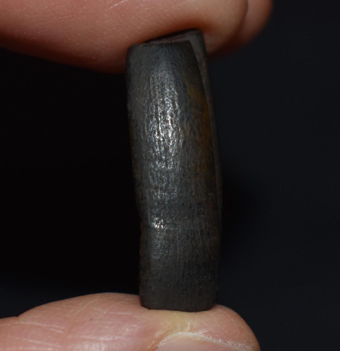 Excellent Fossilized Pleistocene Beaver Molar - Pleistocene 10,000 - 1. ...