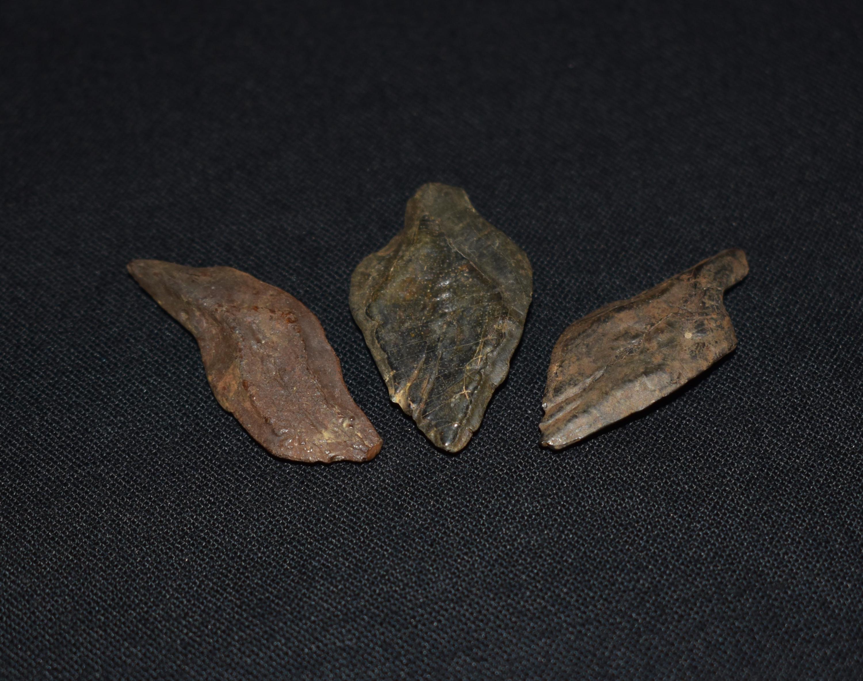 Pleistocene Gar Fish Scales: Fossil Set of Three - Etsy