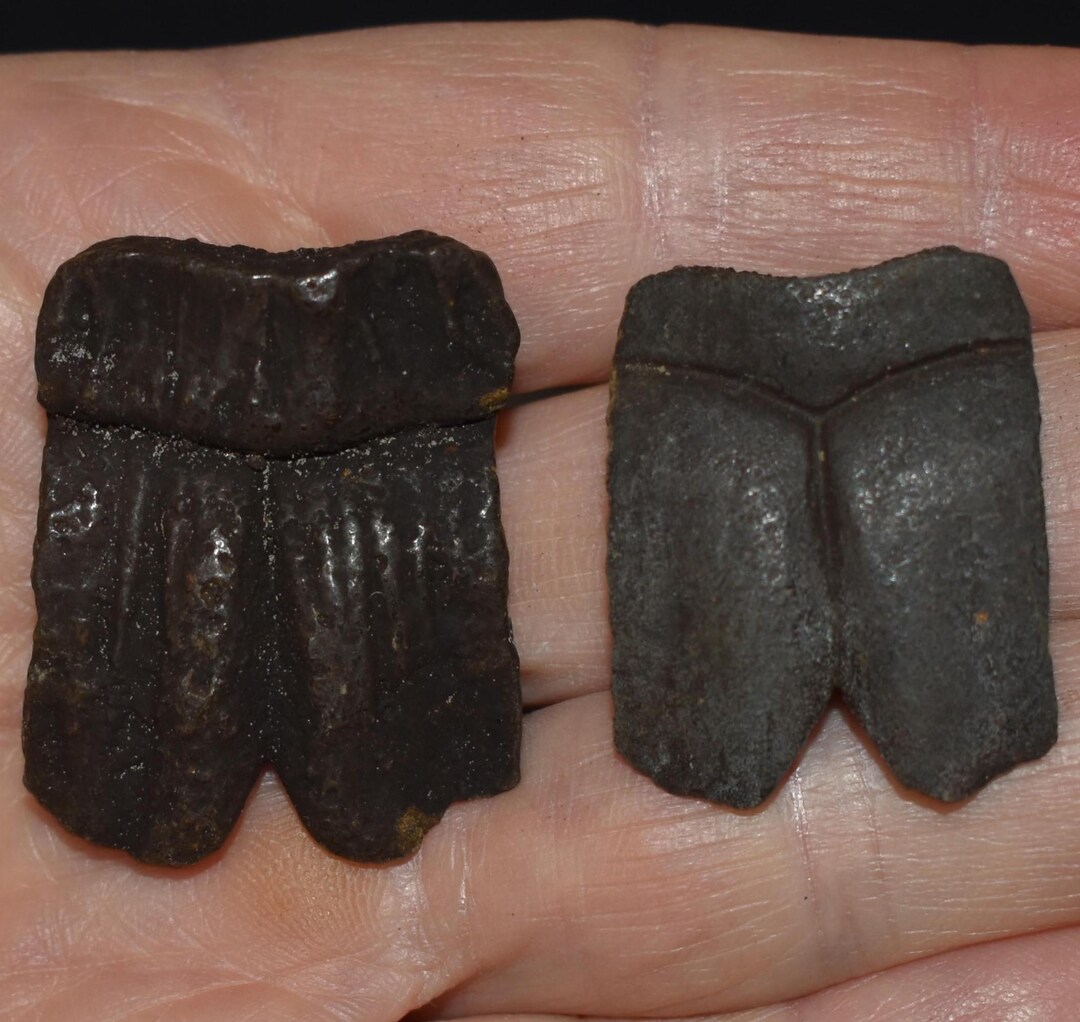 Pair of Detailed Fossilized Turtle Shell Peripheral Elements (shell ...