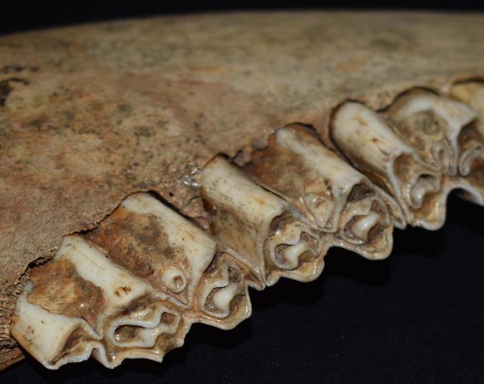 Great Old Bison Jaw With Five Intact Teeth - Etsy