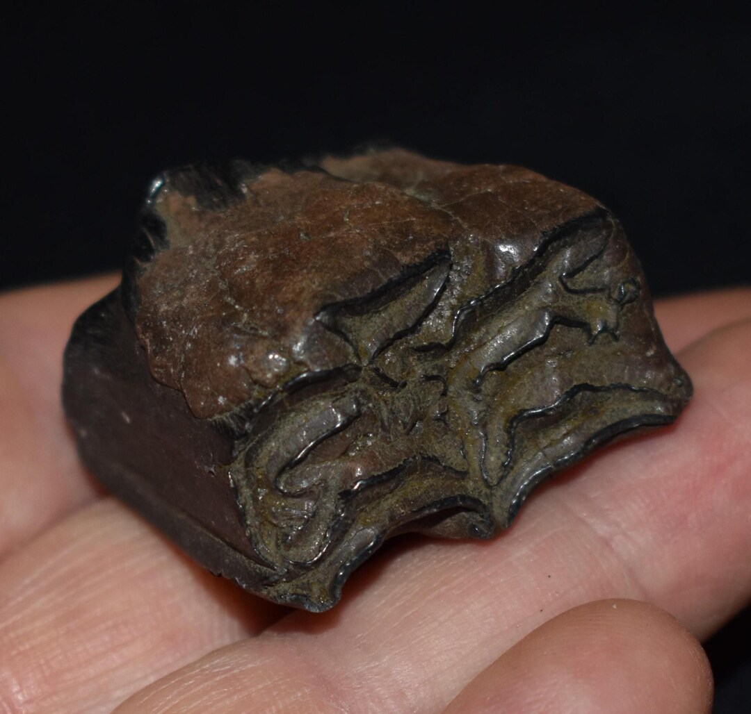 Great Fossilized Pleistocene Equus Horse Tooth 10,000 - 1.8 Million ...