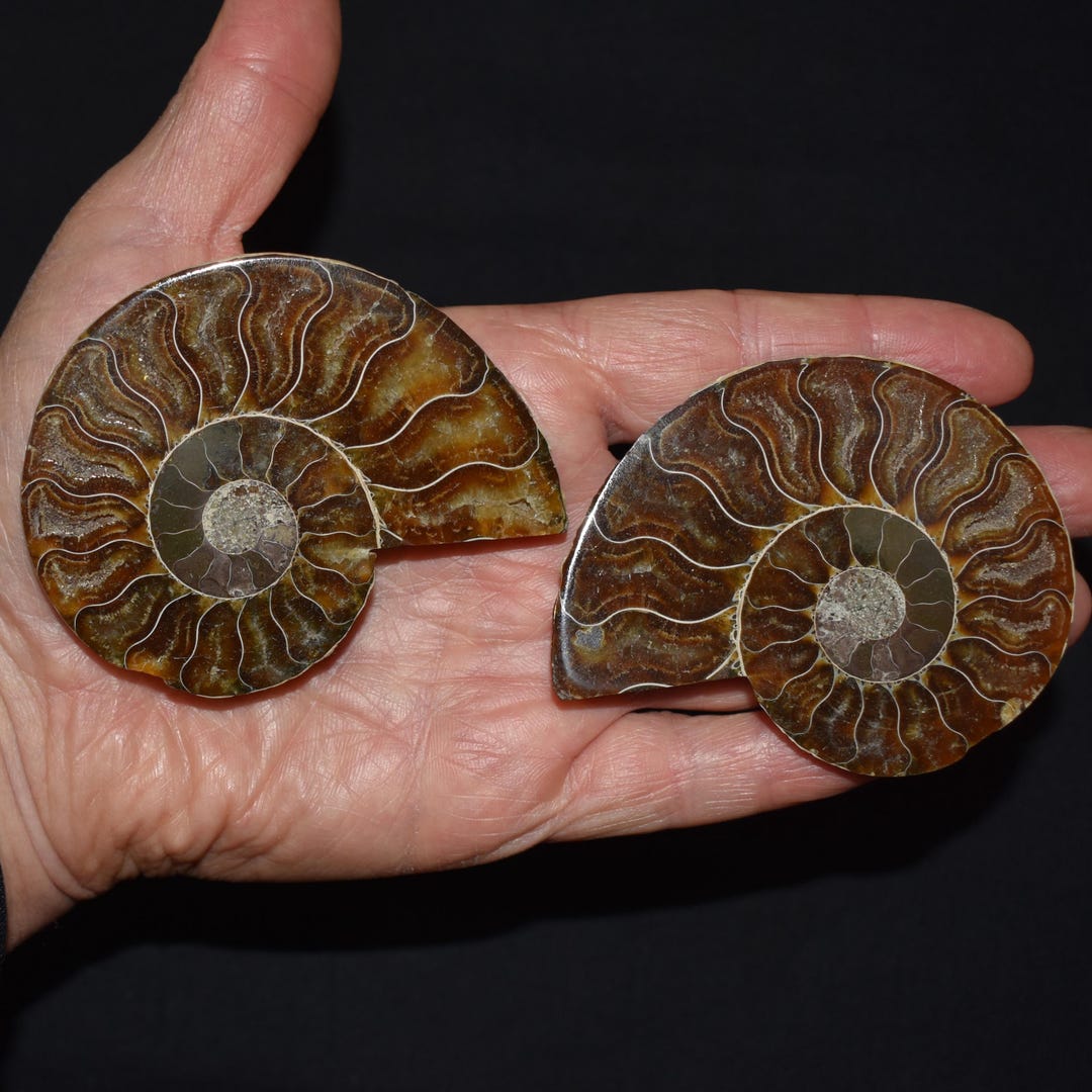 Stunning Pair of Sliced Polished Ammonite Halves - Etsy