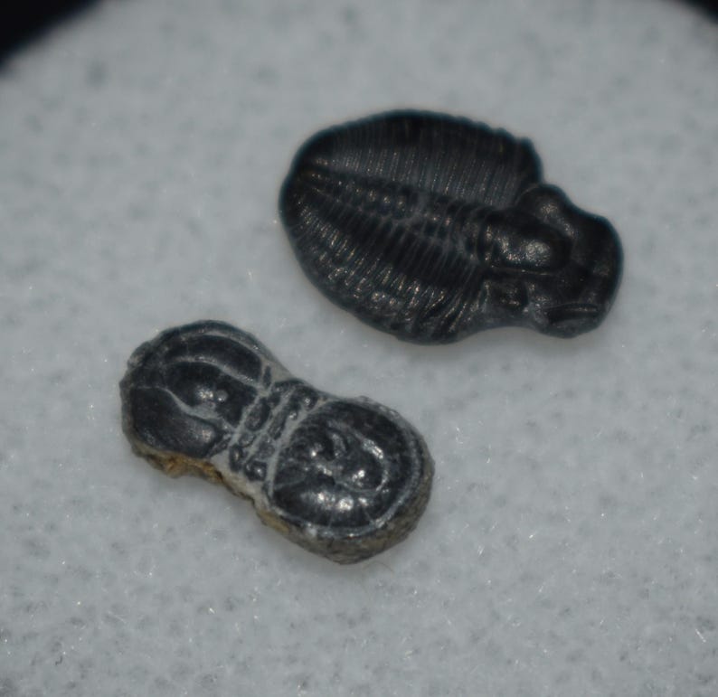 Mini Trilobite Fossil Pair: Elrathia Kingi & Peronopsis - Wheeler Shale ...