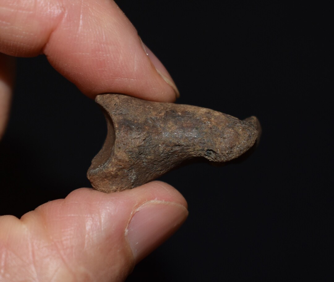 Great Fossilized Toe Bone With Possible Predation Puncture ...