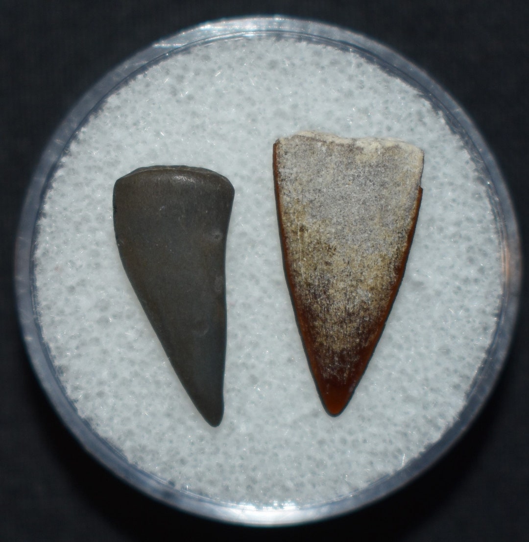 Great Pair of Fossilized Barracuda Teeth in a Gem Jar Pleistocene ...