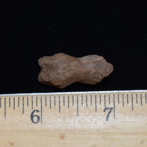 Excellent Fossilized Turtle Toe Bone Pleistocene 10,000 - 24 Million ...