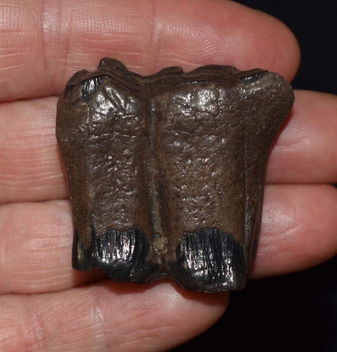 Excellent Fossilized Pleistocene Equus Horse Tooth 10,000 1.8 Million ...