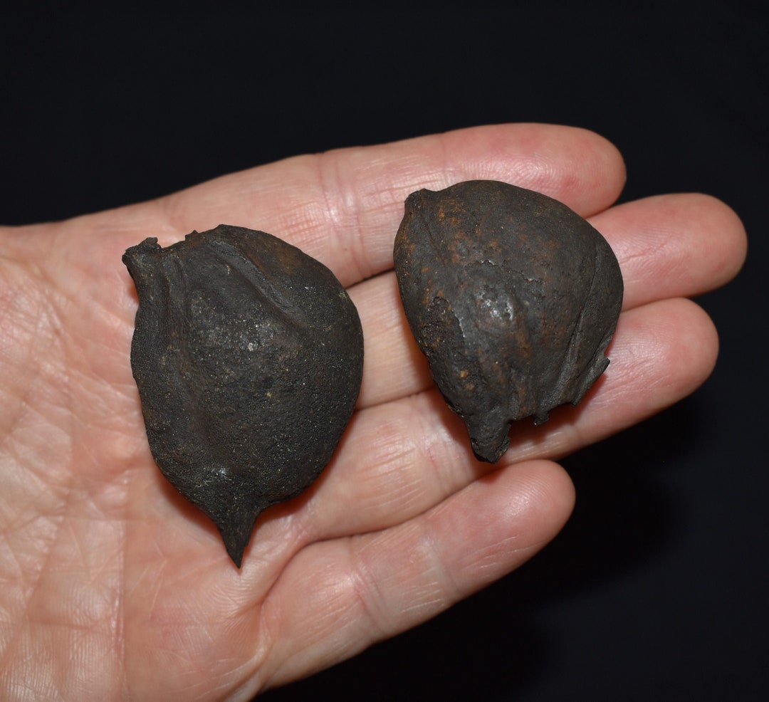 Excellent Large Pair of Detailed Fish "tilly" Bones - Pleistocene ...