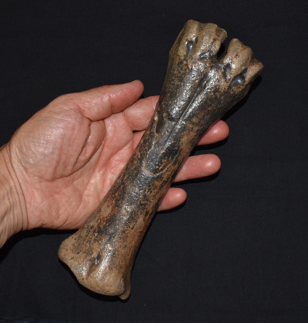 Bargain Small Cool Old Bison/ Bovid Carpal Bone - Etsy