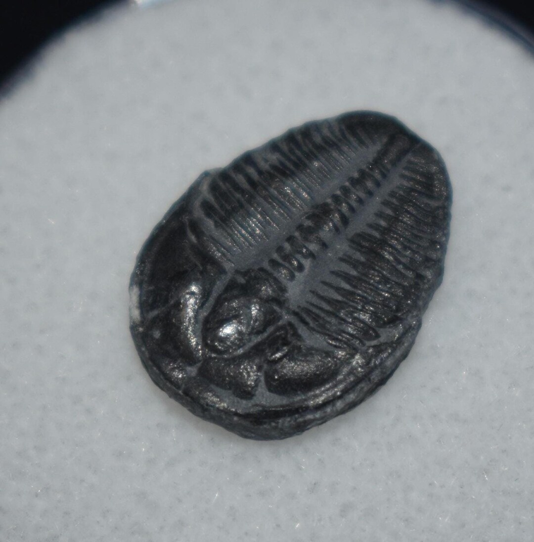Beautiful Small Trilobite Elrathia Kingi in Gem Jar - Etsy