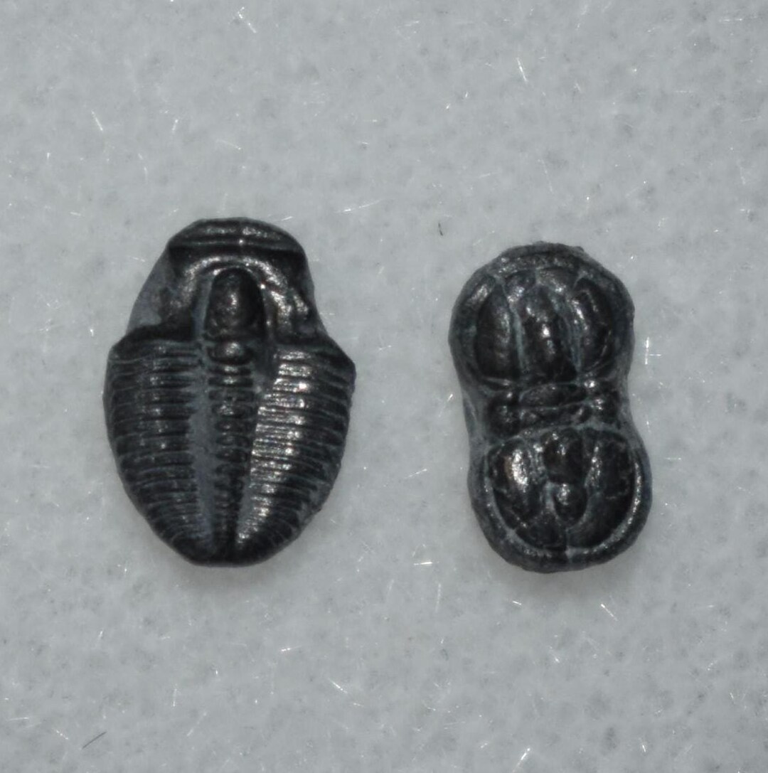 Beautiful Pair of Mini Trilobites Elrathia Kingi and Peronopsis in Gem ...