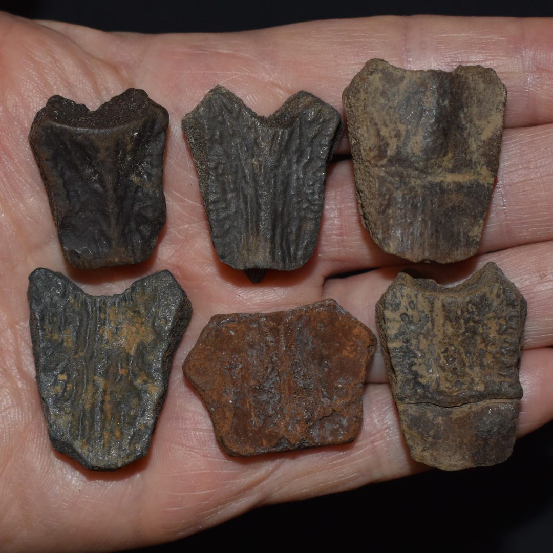 Set of Six Fossilized Turtle Shell Elements (top Shell Pieces) Miocene ...