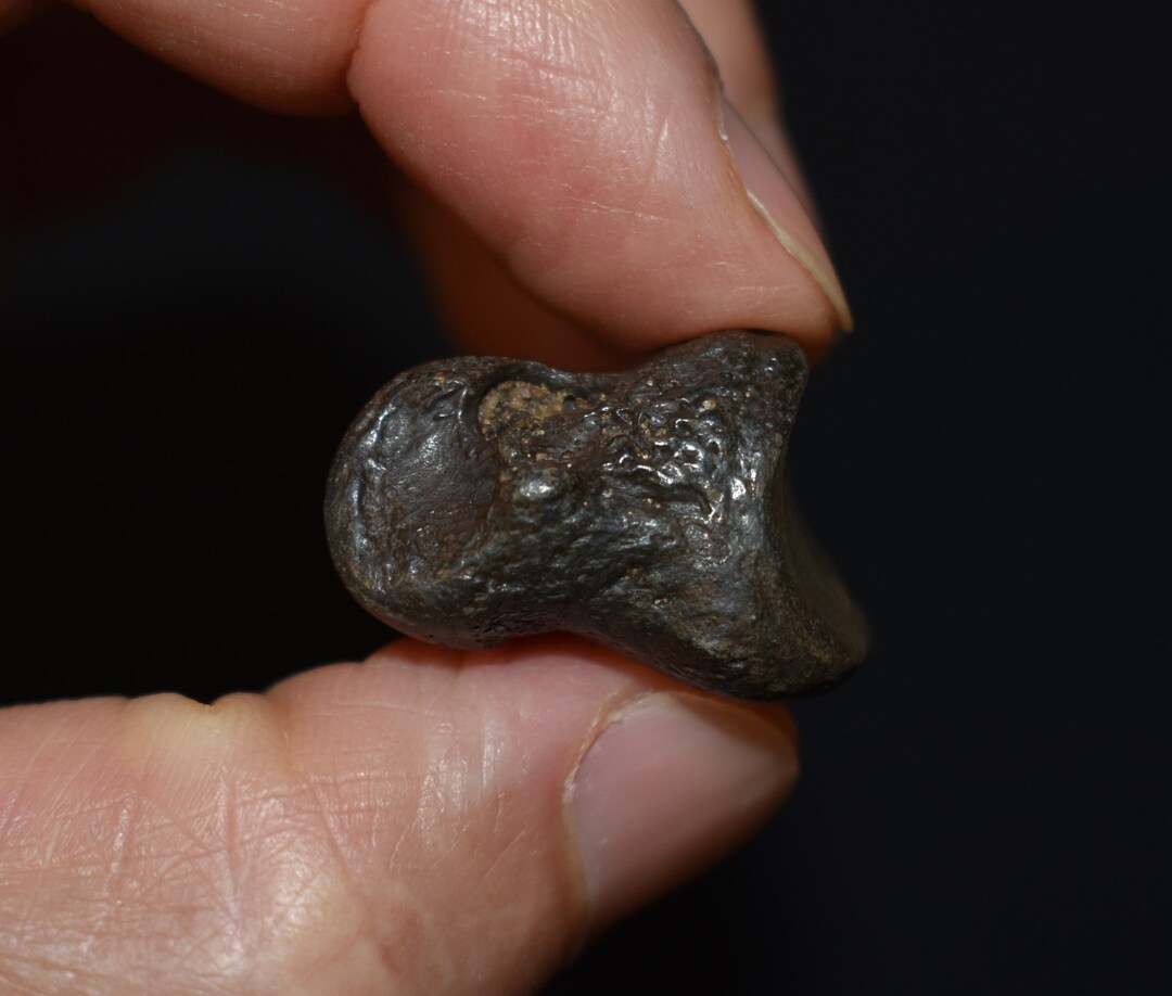 Exceptional Fossilized Toe Bone With Bone Pathology - Pleistocene ...