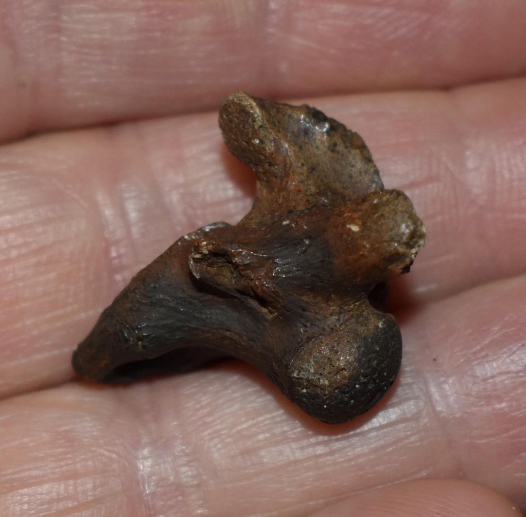 Unusual Fully Fossilized Turtle Vertebra Pleistocene 10,000 - 1.8 ...