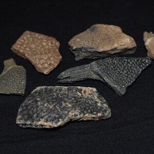 Great Highly Detailed Set of Six Fossilized Soft-shelled Turtle Shell ...