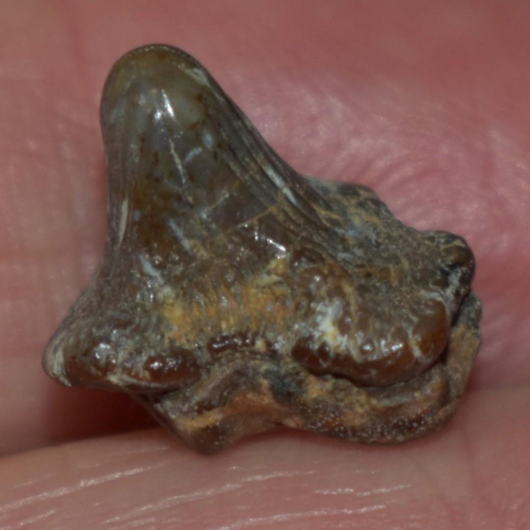 Extinct Ptychodus Whipplei Shell Crushing Shark Tooth - Cretaceous ...