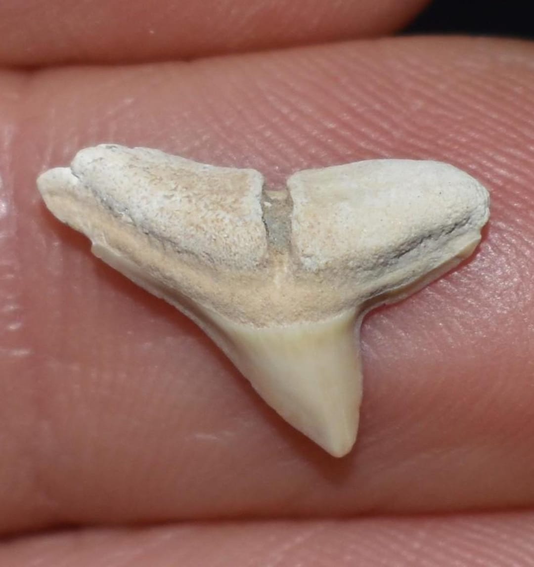 Exceptional Rare Fossilized Bone Valley Hammerhead Shark Tooth - Etsy