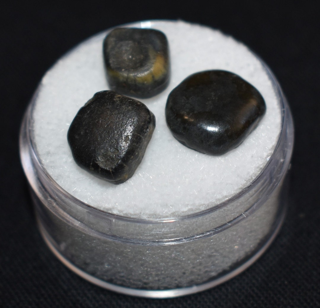 Excellent Set of Three Fossil Drum Fish Teeth in a Gem Jar ...