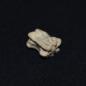 Super Unique Fossilized Small Caudal (tail) Vertebra - Pleistocene ...