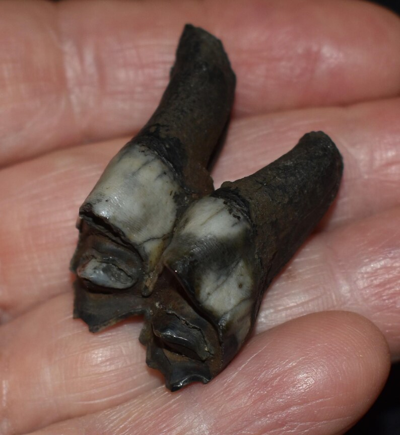 Excellent Camelid Rooted Tooth - Pleistocene 10,000 - 1.8 Million Years ...