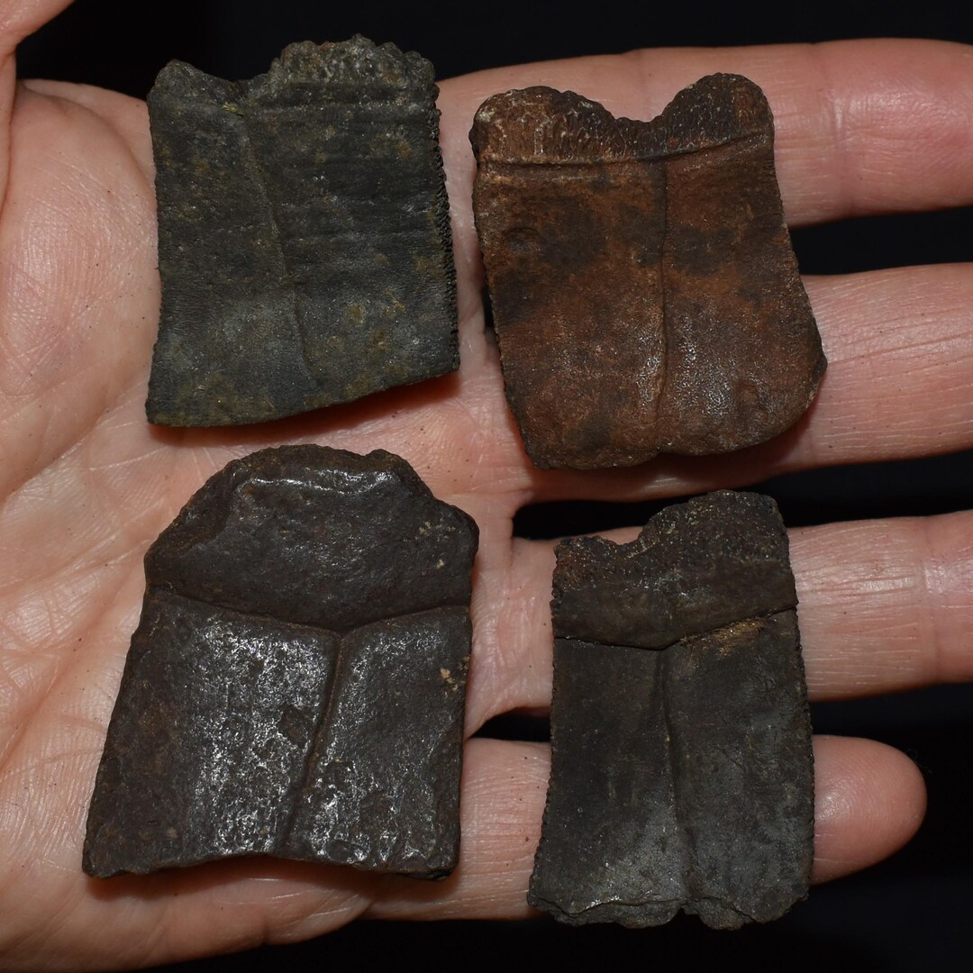 Set of Four Fossilized Turtle Shell Peripheral Elements (shell Edge ...
