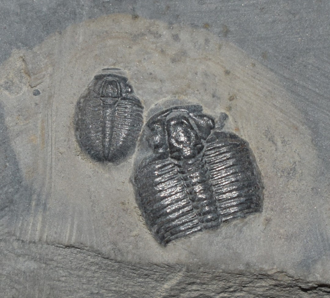 Cool Small Elrathia Kingi Trilobite With Two Partial Trilobites in ...