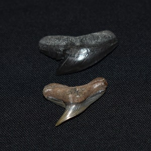 Excellent Pair of Fossil Tiger Shark Teeth 13/16, 15/16 Longtooth Tiger ...