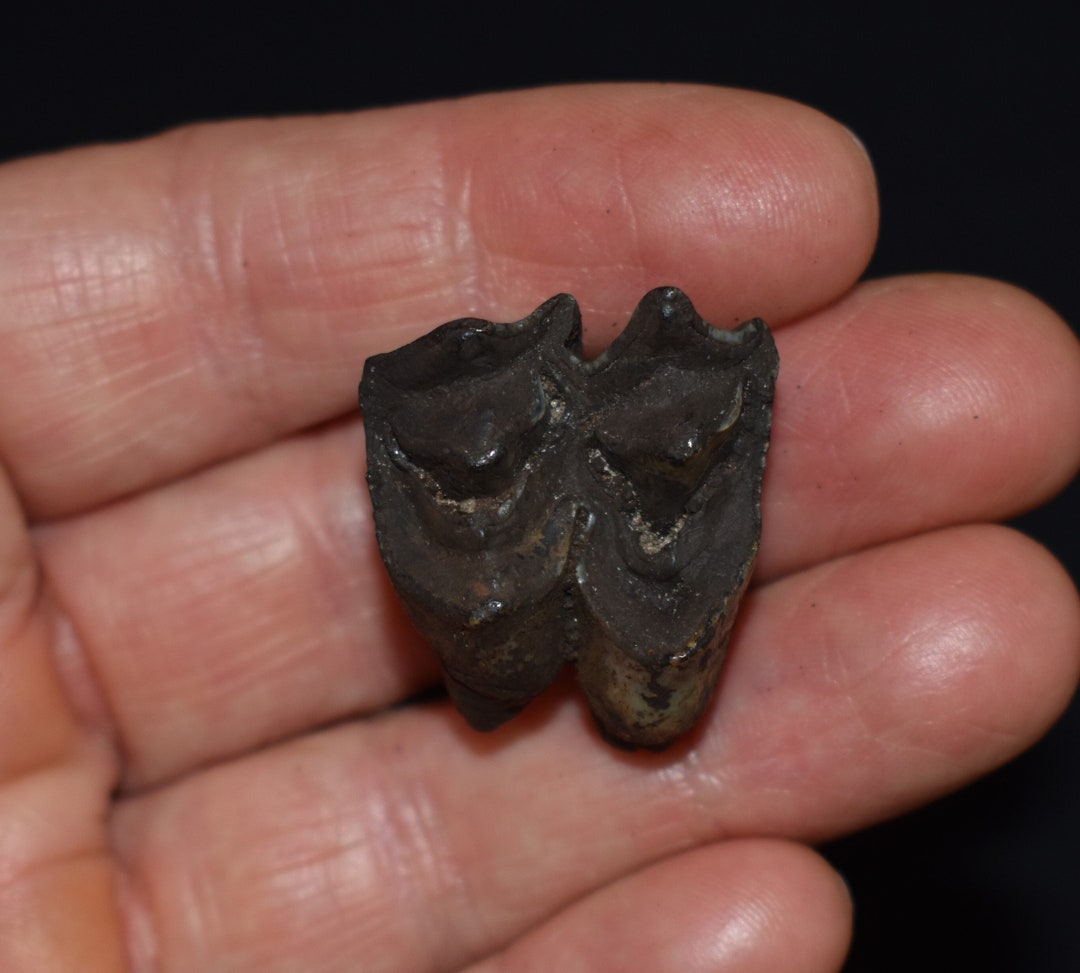 Bargain Camelid Tooth - Pleistocene 10,000 - 1.8 Million Years - Etsy