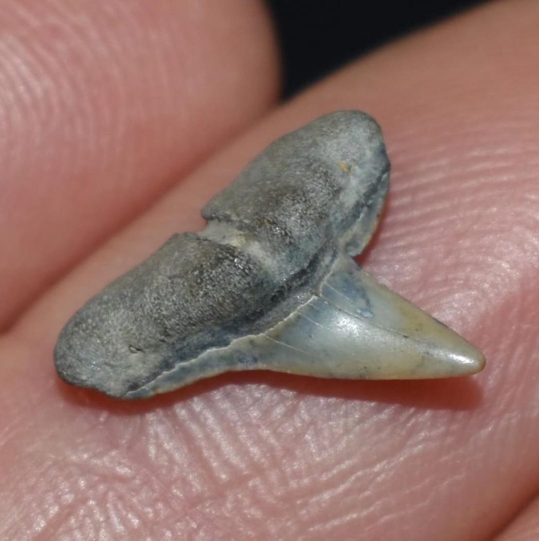 Great Rare Fossilized Hammerhead Shark Tooth - Etsy