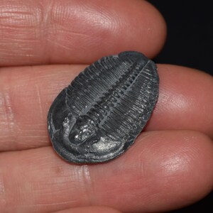 Beautiful 1 Elrathia Kingi Trilobite 550 Million Years Old - Etsy