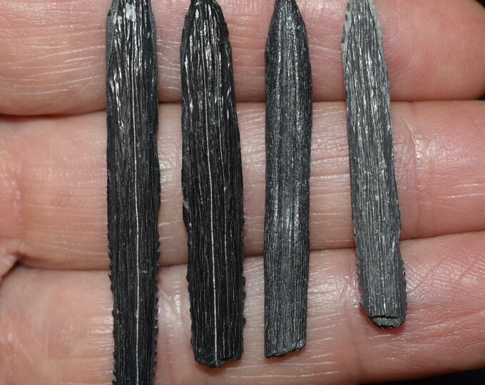 Fossil Ray Tail Spine Sections: Miocene Era, Florida Origin - Etsy
