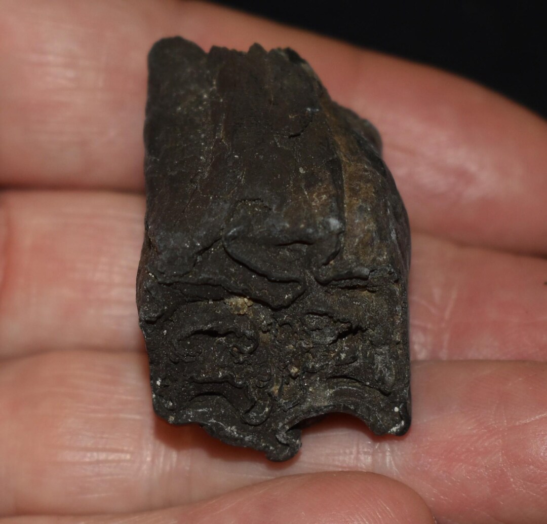 Fossilized Horse Tooth: Pleistocene Equus, Florida Origin - Etsy