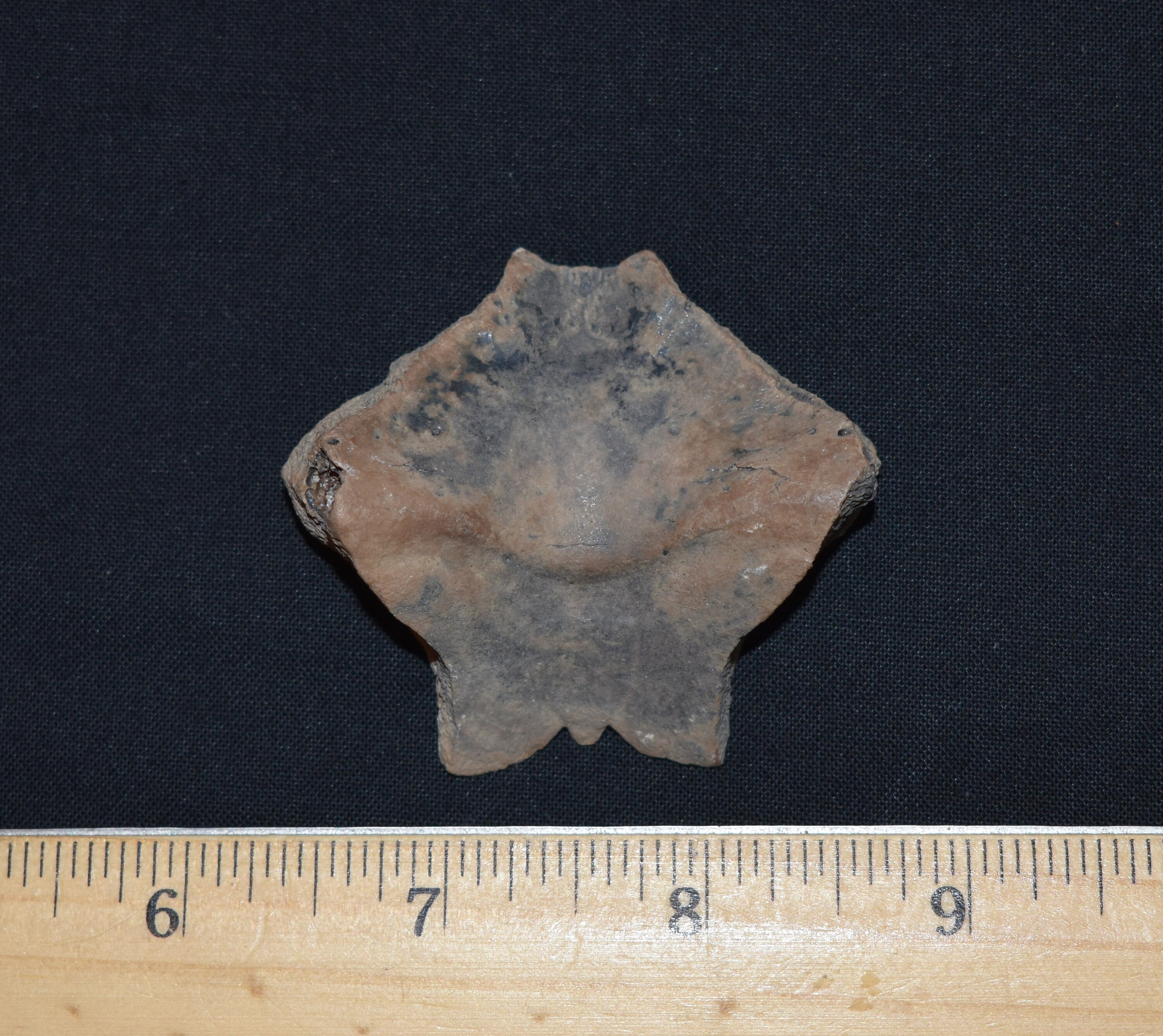 Beautiful Fossilized Nuchal Scute Turtle Pleistocene 10000 - Etsy