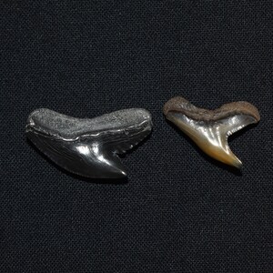 Excellent Pair of Fossil Tiger Shark Teeth 13/16, 15/16 Longtooth Tiger ...