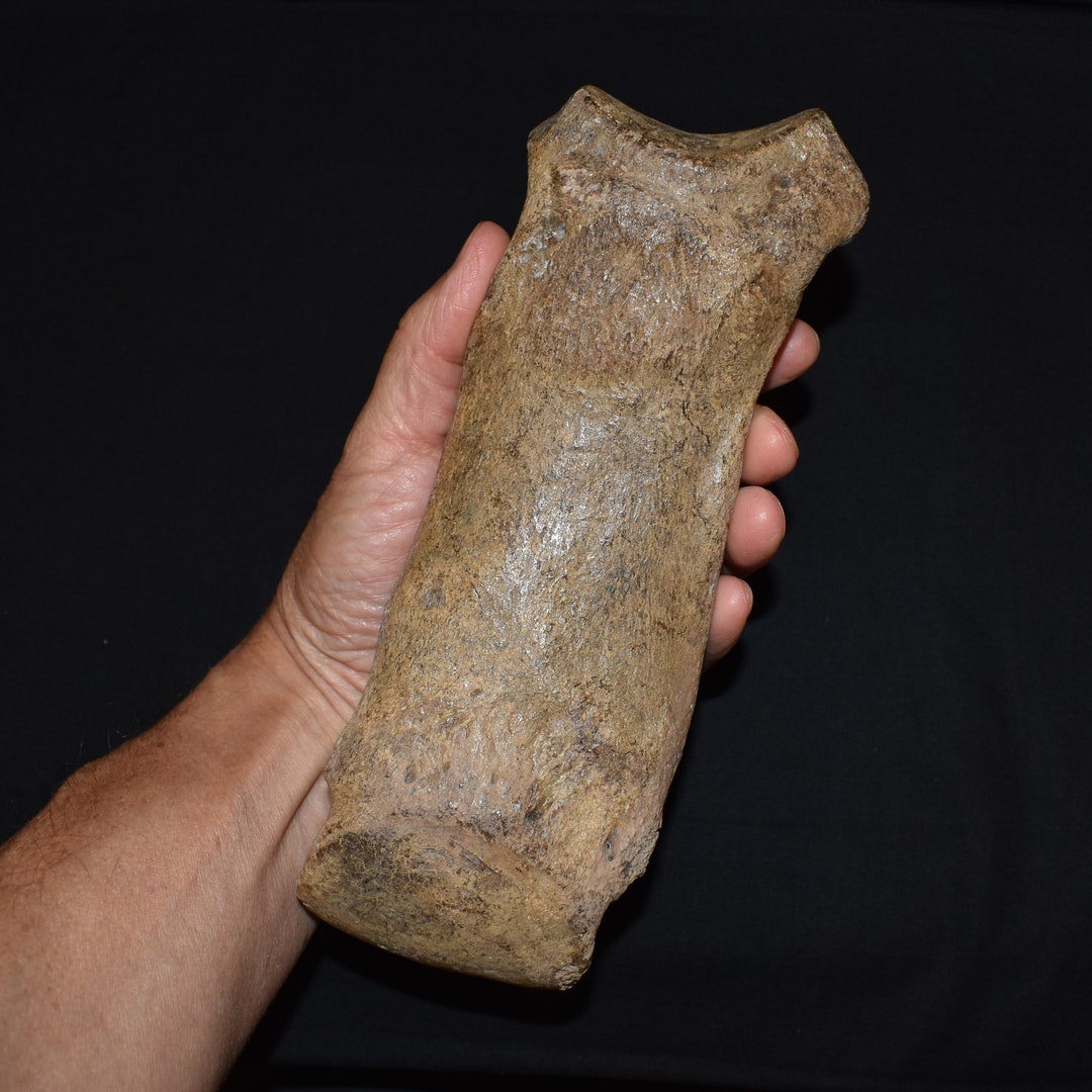Massive Exceptional Megafauna Toe Bone Pleistocene 10,000 1.8 Million ...