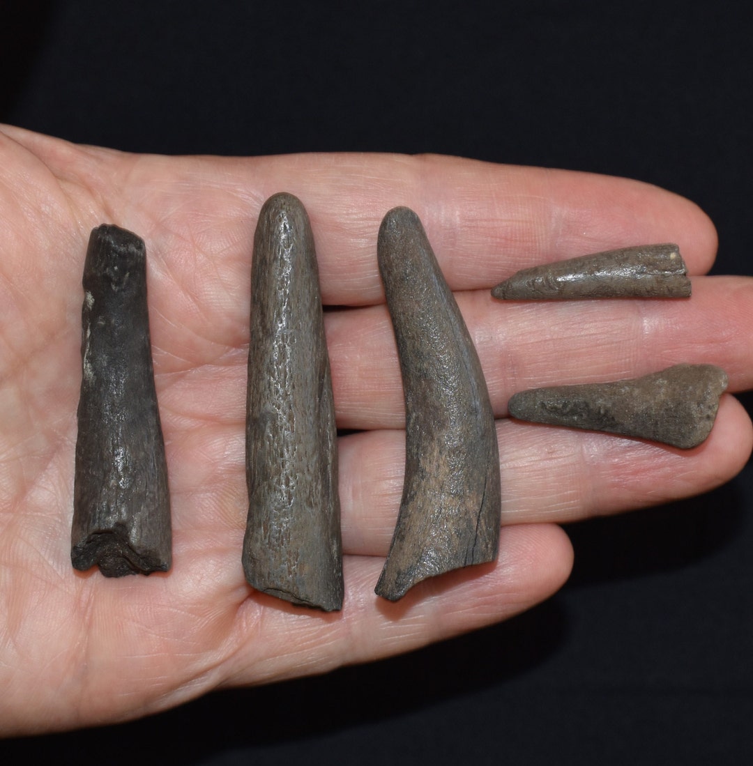 Five Fossilized Deer Antler Tines Pleistocene 10,000 1.8 Million Years ...