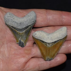 Pair of Fossilized Megalodon Shark Teeth - Bone Valley Formation - Etsy ...