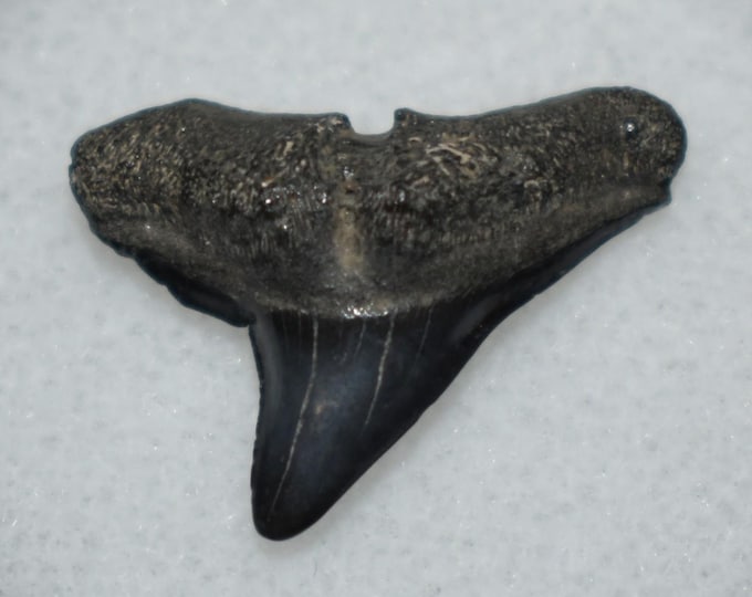 Great Rare Fossilized Hammerhead Shark Tooth - Etsy