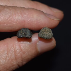 Great Bargain Pair of Small Fossil Toe Bones - Pleistocene 10,000 - 1.8 ...