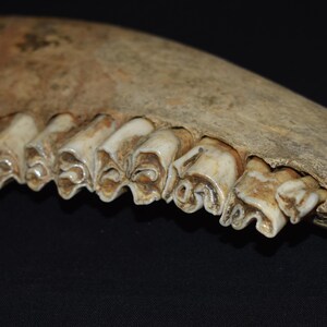 Great Old Bison Jaw With Five Intact Teeth - Etsy
