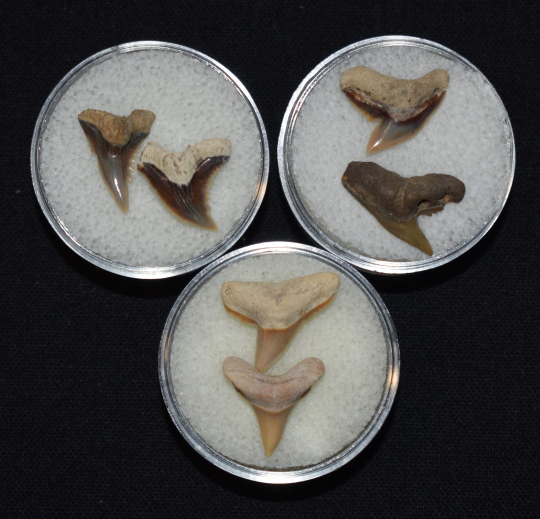 Six Beautiful Small Fossilized Shark Teeth in Gem Jars! Tiger Shark ...