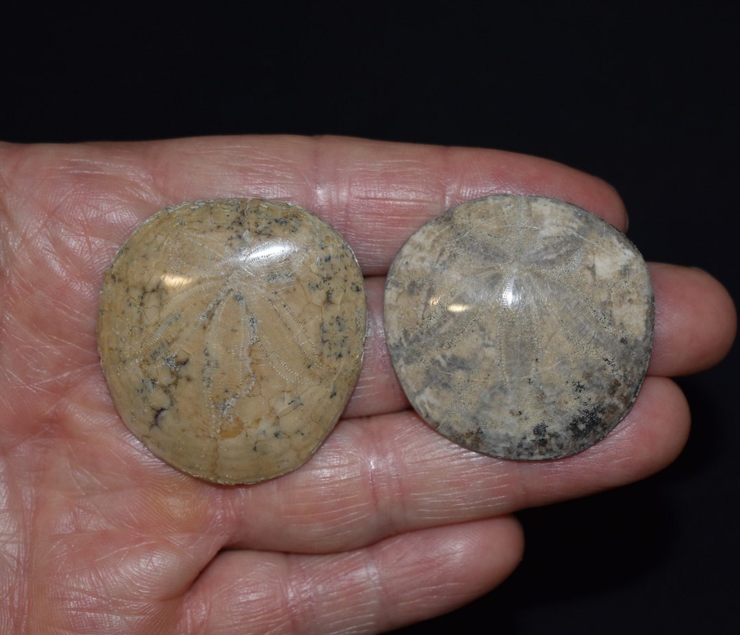 Beautiful Unique Pair of Polished California Fossilized Sand - Etsy