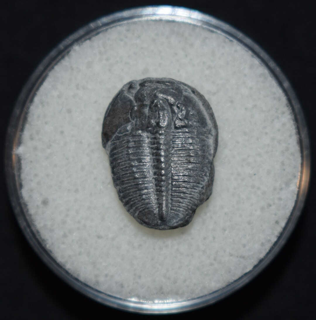 Beautiful Small Trilobite Elrathia Kingi in Gem Jar! - Etsy