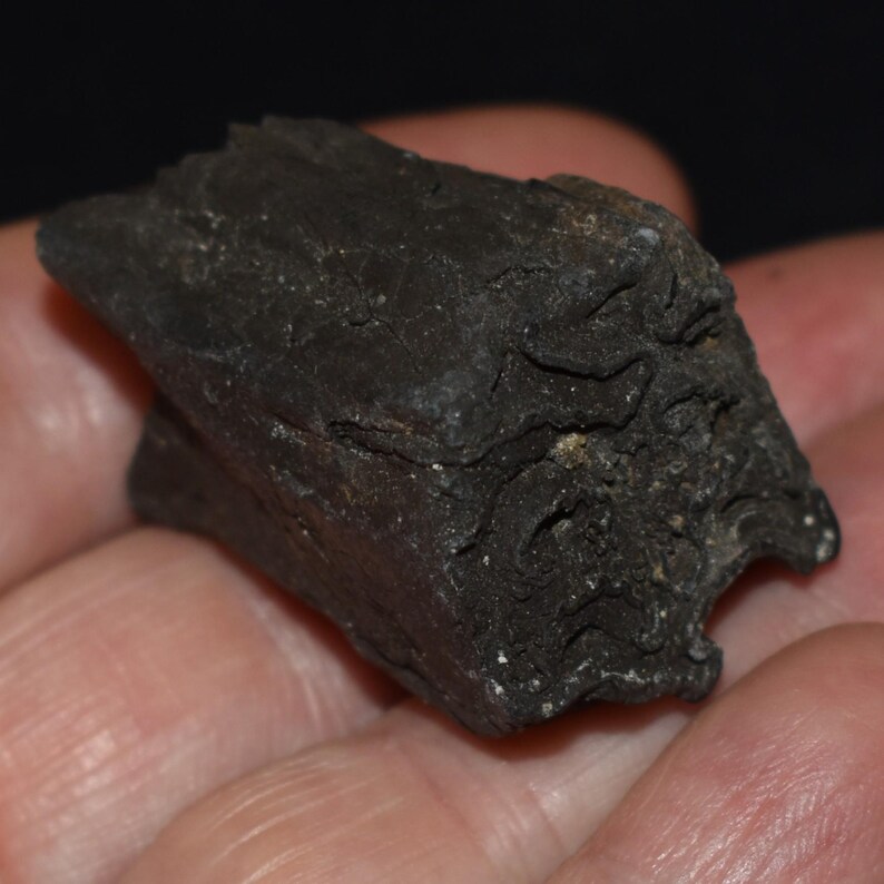 Fossilized Horse Tooth: Pleistocene Equus, Florida Origin - Etsy
