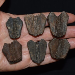 Set of Six Fossilized Turtle Shell Elements top Shell Pieces Miocene to ...
