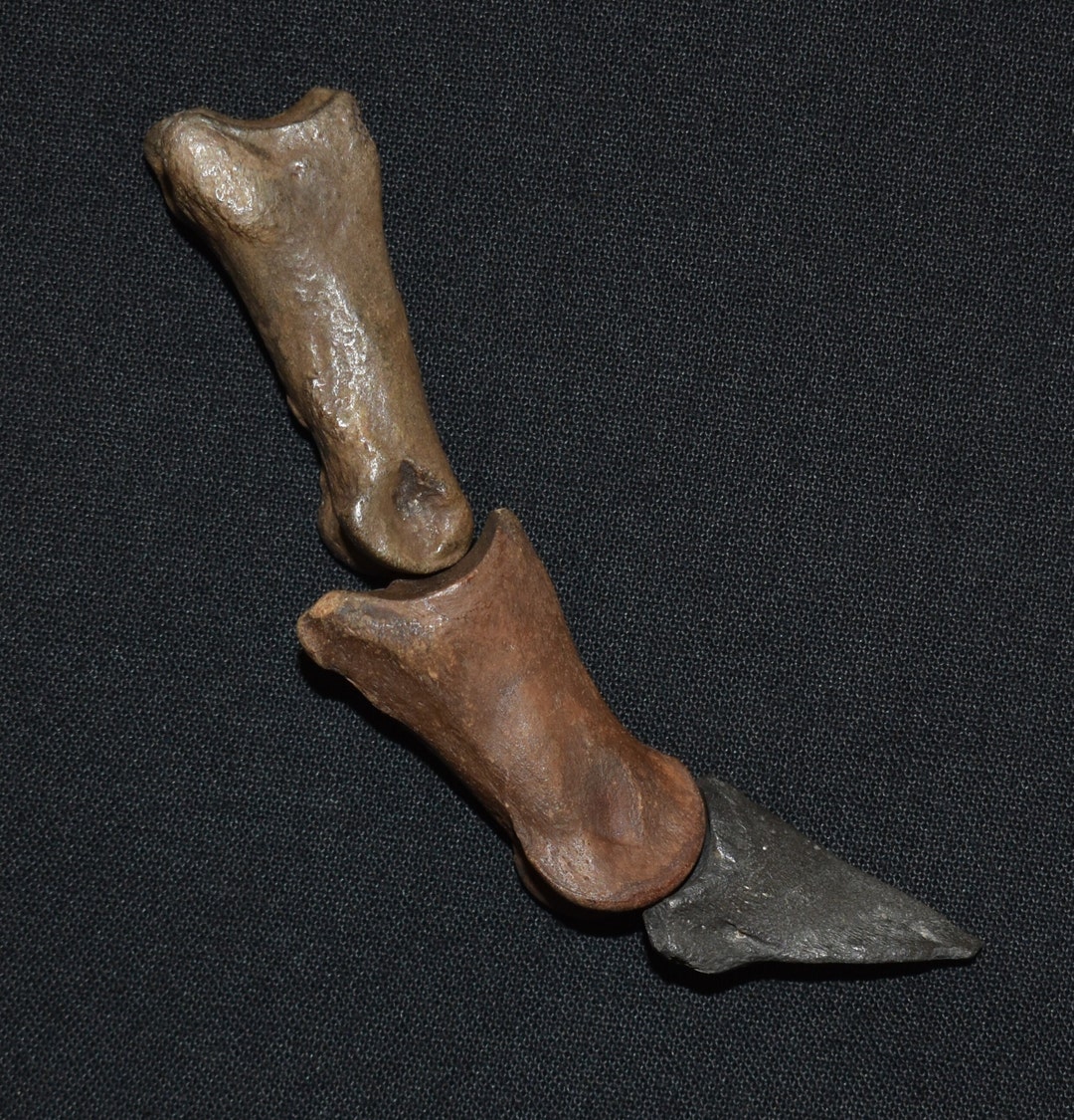 Excellent Fossilized Deer Phalanges and Hoof Core - Pleistocene 10,000 ...