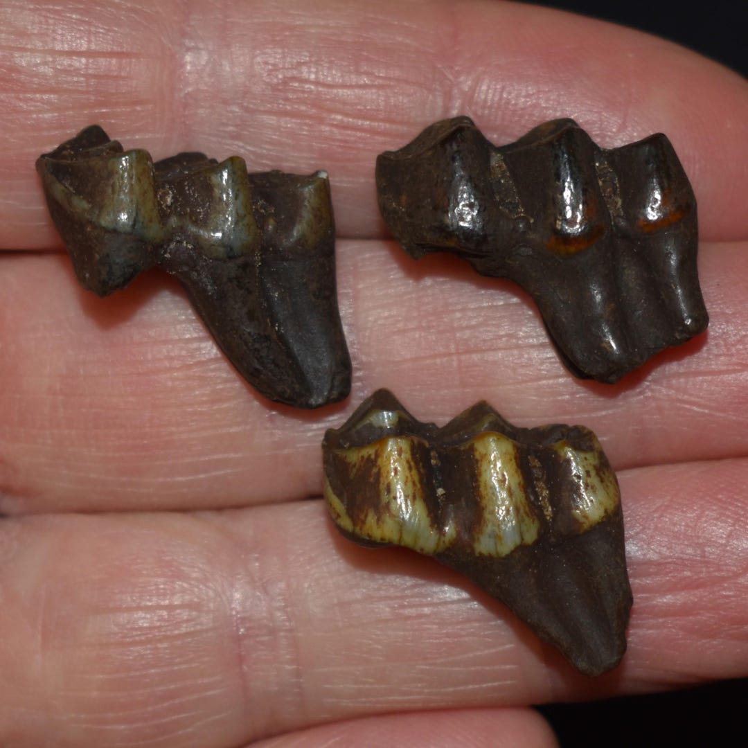 Fossilized Deer Teeth Set of Three: Pleistocene Era Glossy Specimens - Etsy